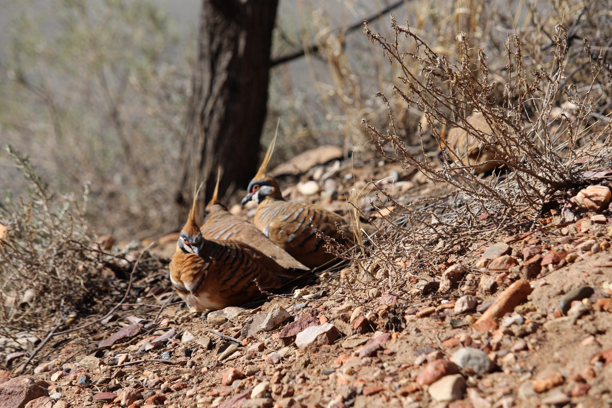 Senior Tours Perth - Aussie Redback Tours WA