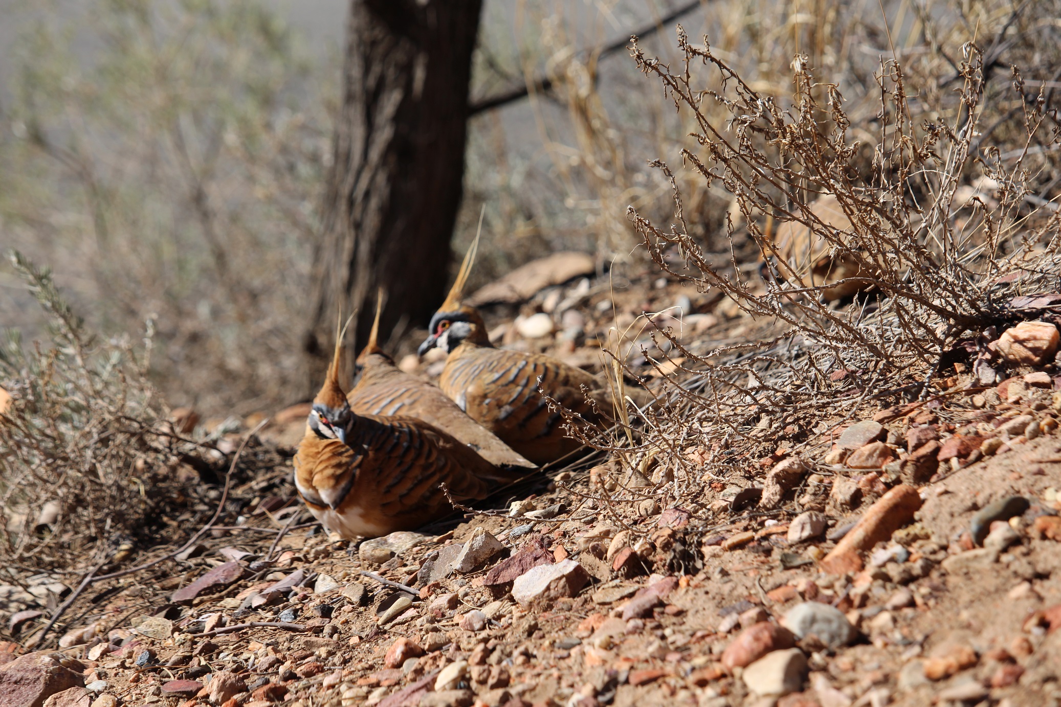 Senior Tours Perth - Aussie Redback Tours WA